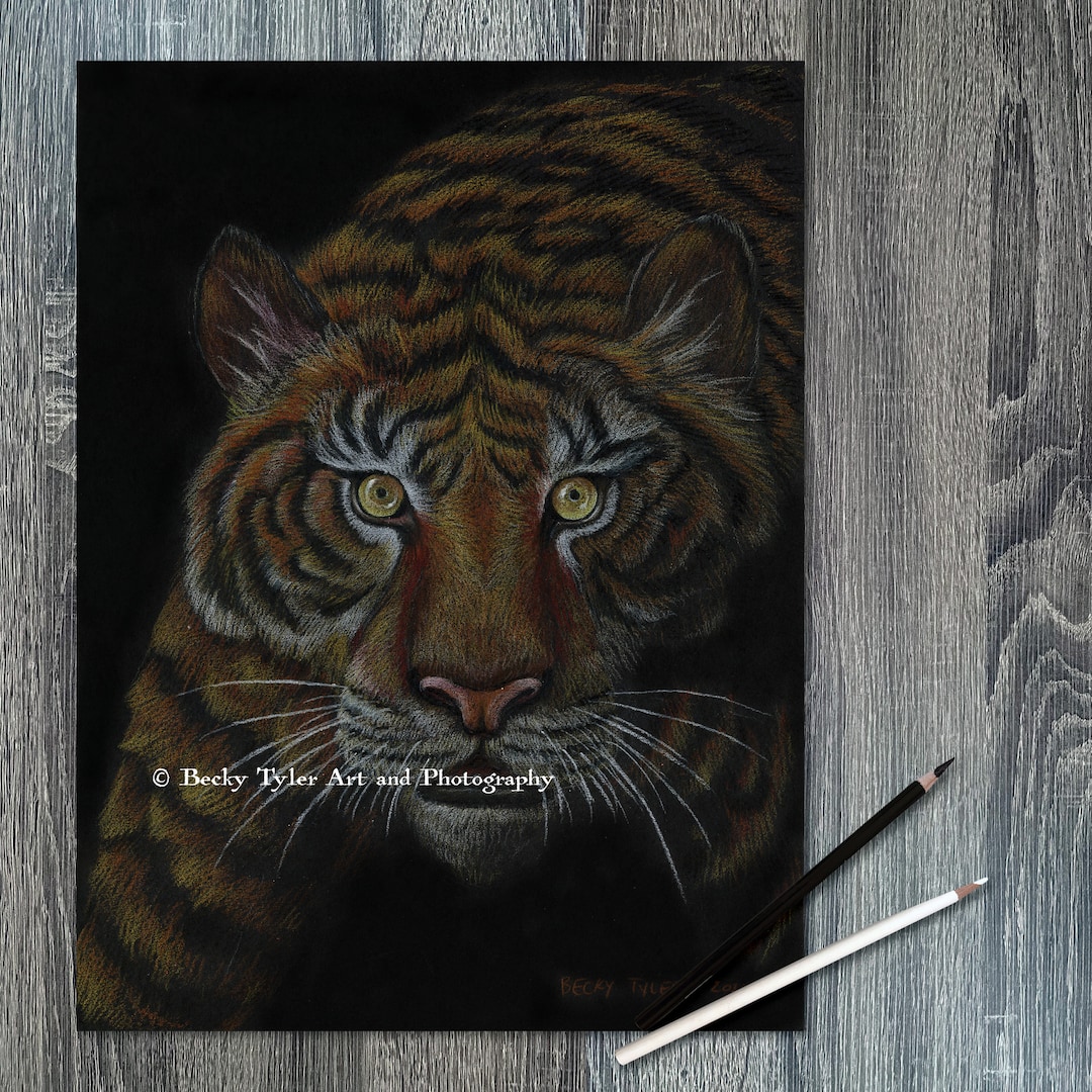 Tiger Original Drawing, Colored Pencil on Black Paper, Tiger Art, Tiger ...