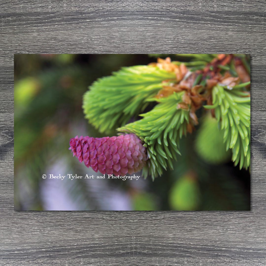 Tamarack Cone Giclée Print: Macro Photography Wall Art - Etsy