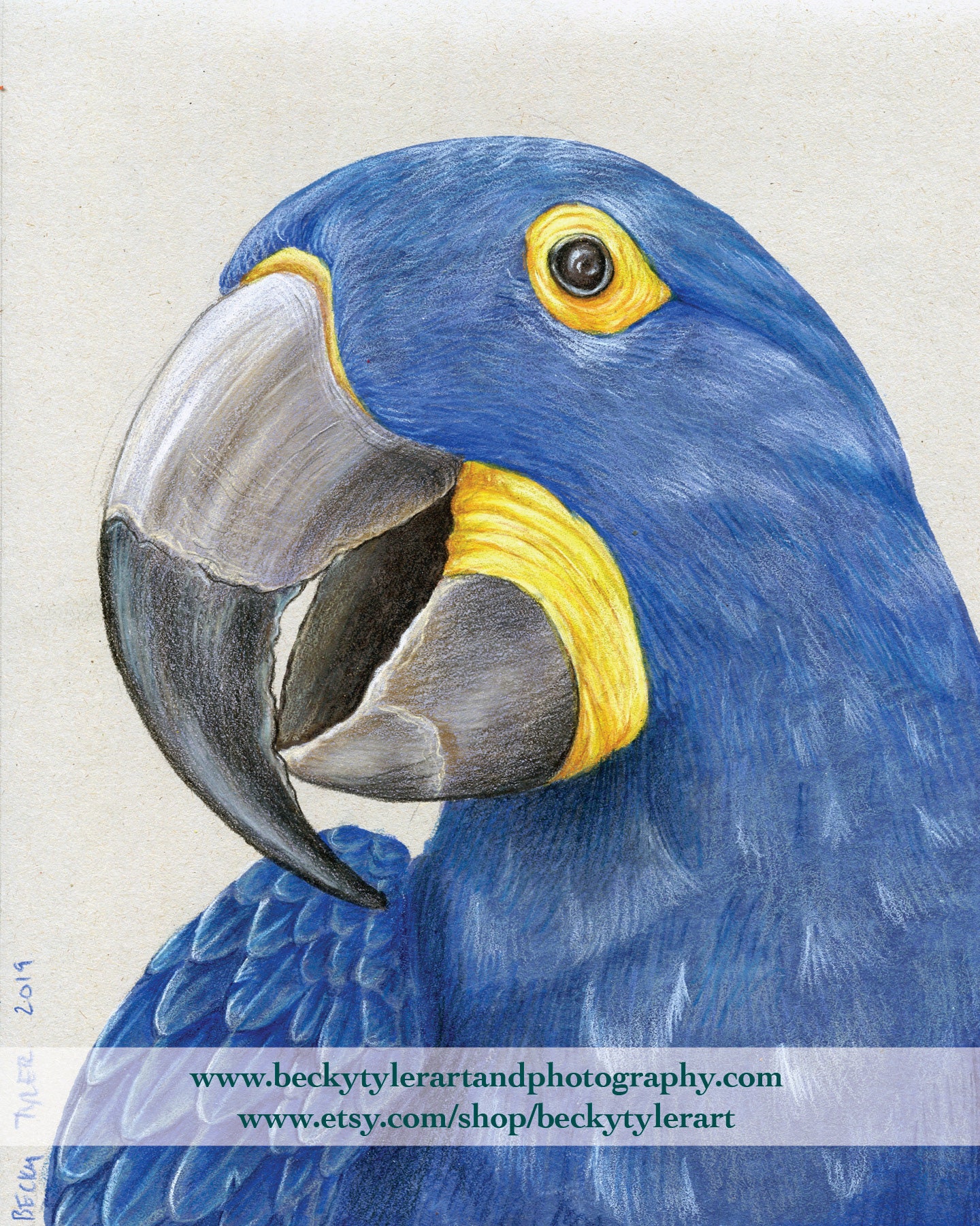 Hyacinth Macaw Drawing