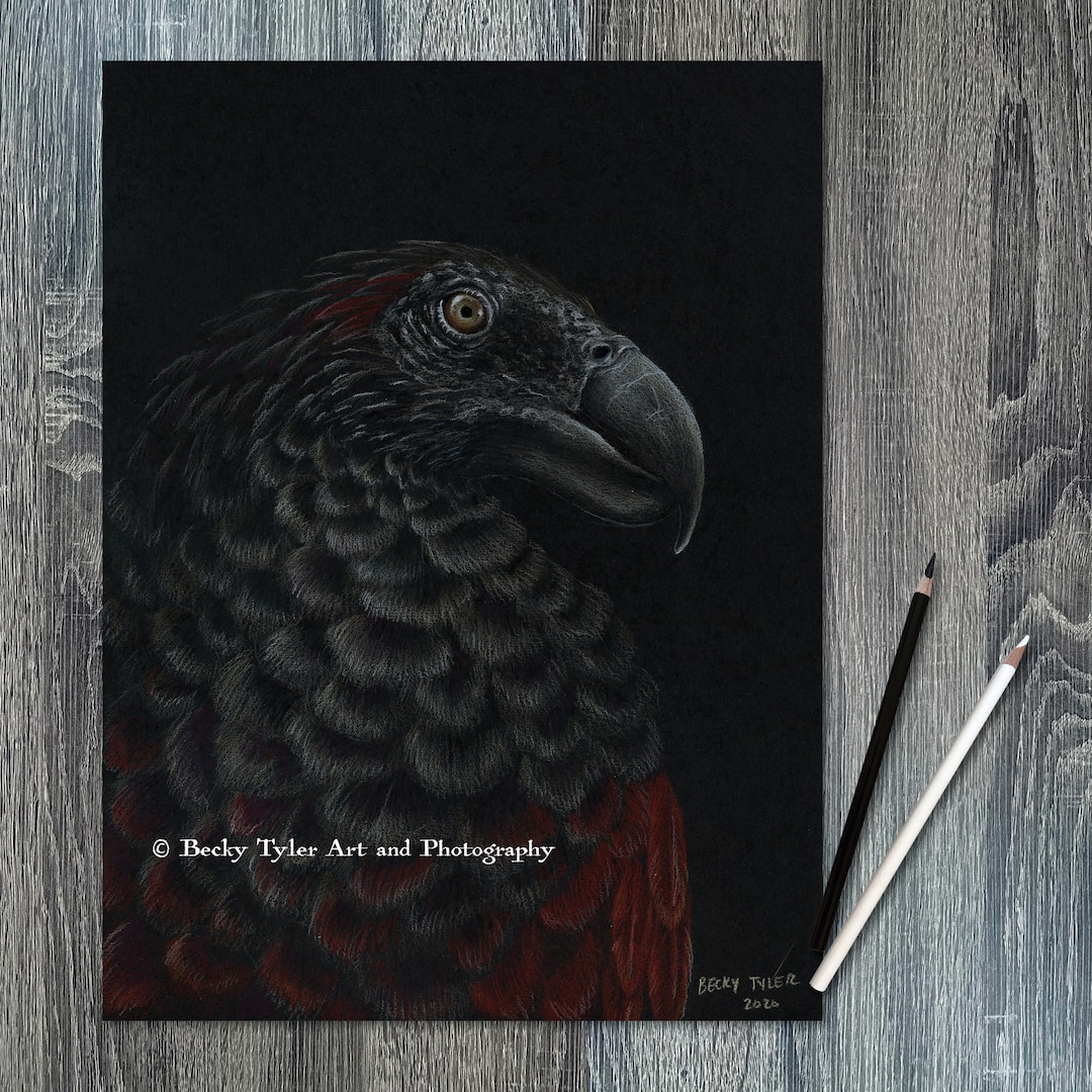 Dracula Parrot Original Drawing, Parrot Drawing, Parrot Art, Bird Art ...
