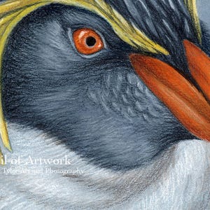 Rockhopper Penguins Original Drawing, Pencil Drawing, Penguin Art, 11 ...