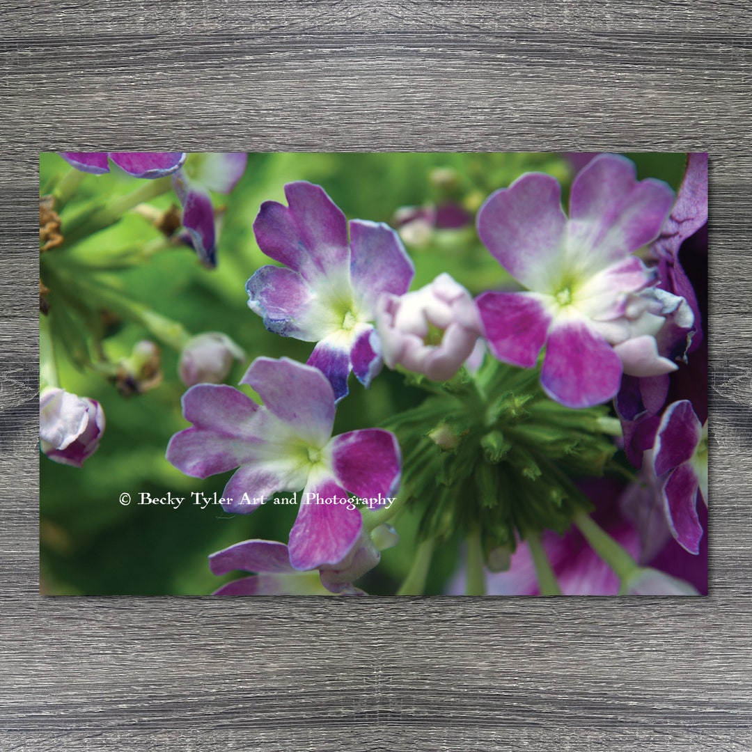 Verbena, Macro Photography, Flower Art, Macro Flower Print, Farmhouse ...
