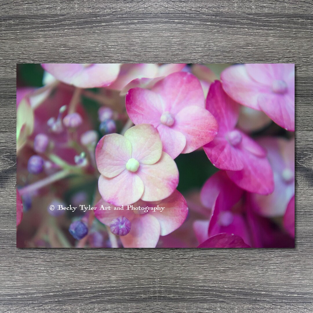 Hydrangea Macro Photography Print: Floral Wall Art - Etsy