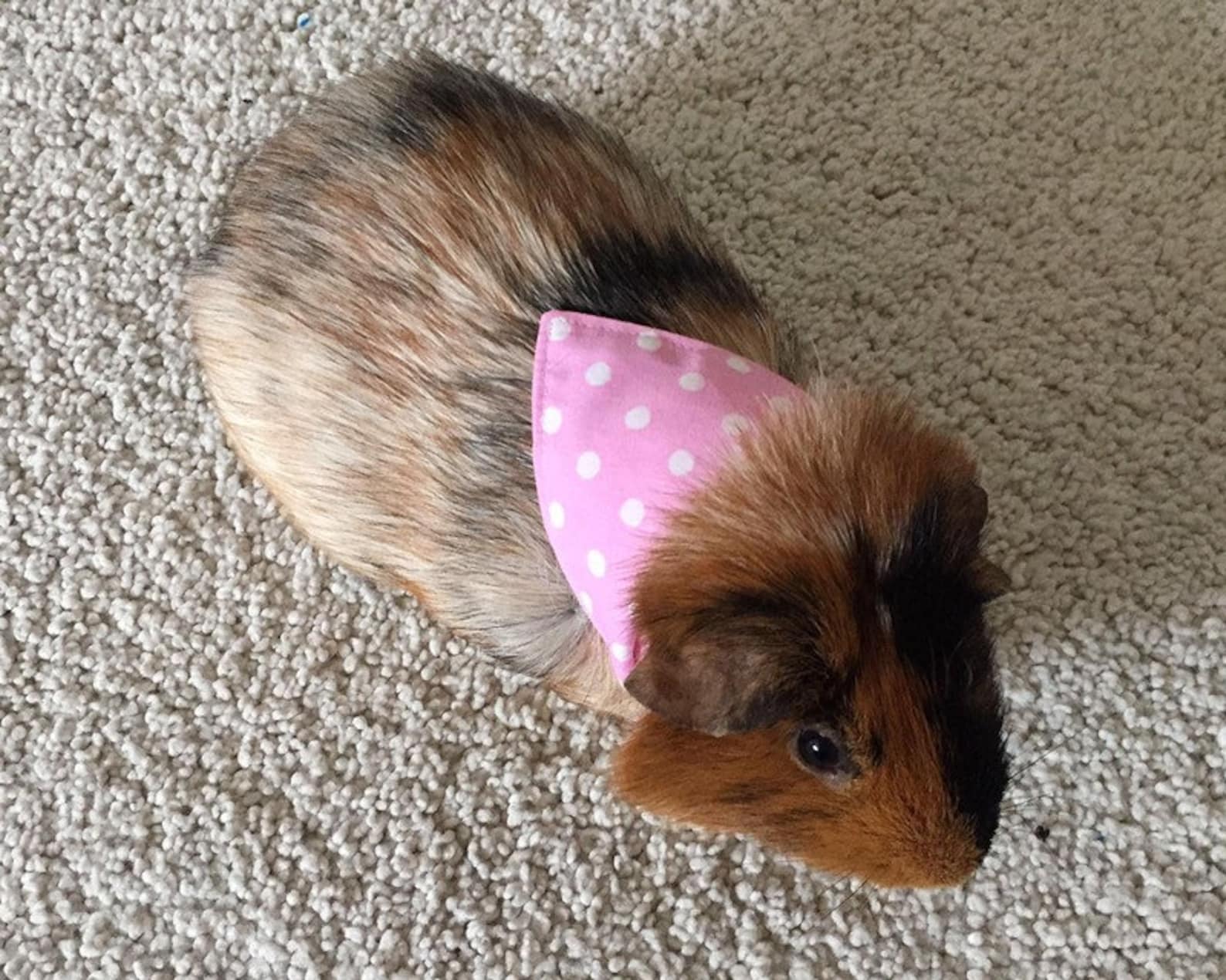 Small pet bandana for a bunny rabbit guinea pig etc. Option | Etsy