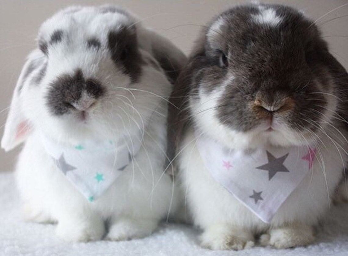 Stars Bandana or Bow for Bunny Rabbits, Guinea Pigs, Small Pets - Grey ...