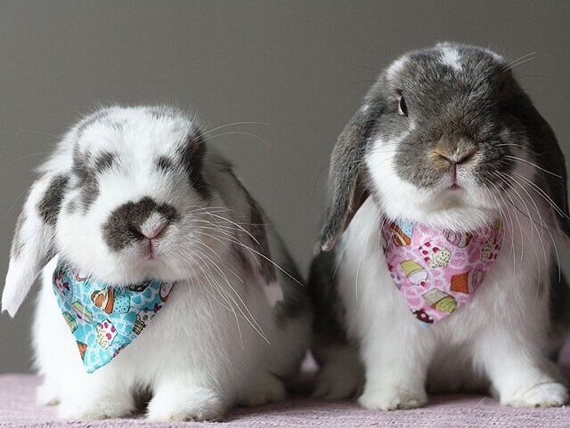 Valentine's Day Bow or Bandana for Bunny Rabbits, Guinea Pigs, Small ...