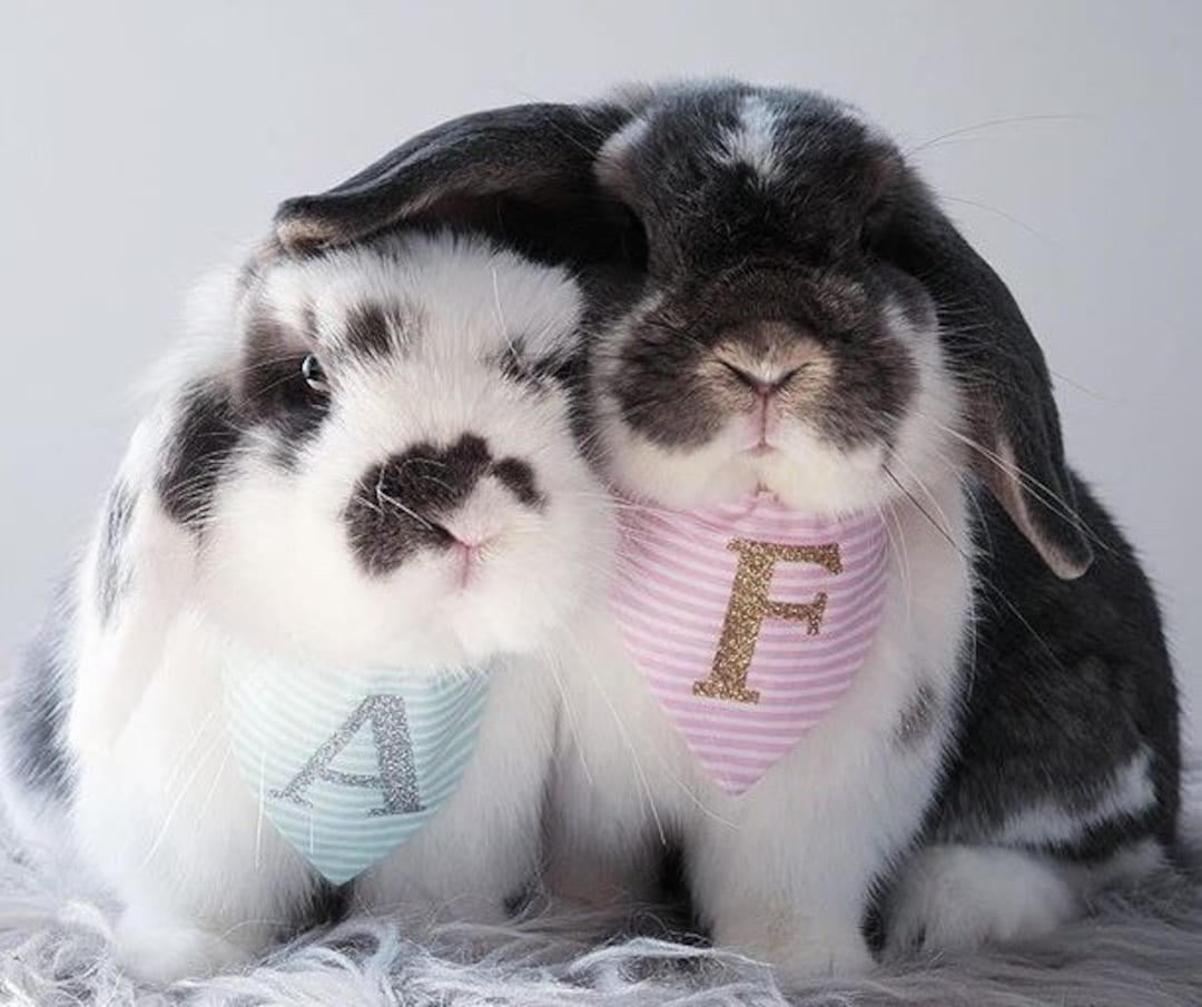 Personalised / Personalized Bandana for Bunny Rabbits, Guinea Pigs ...