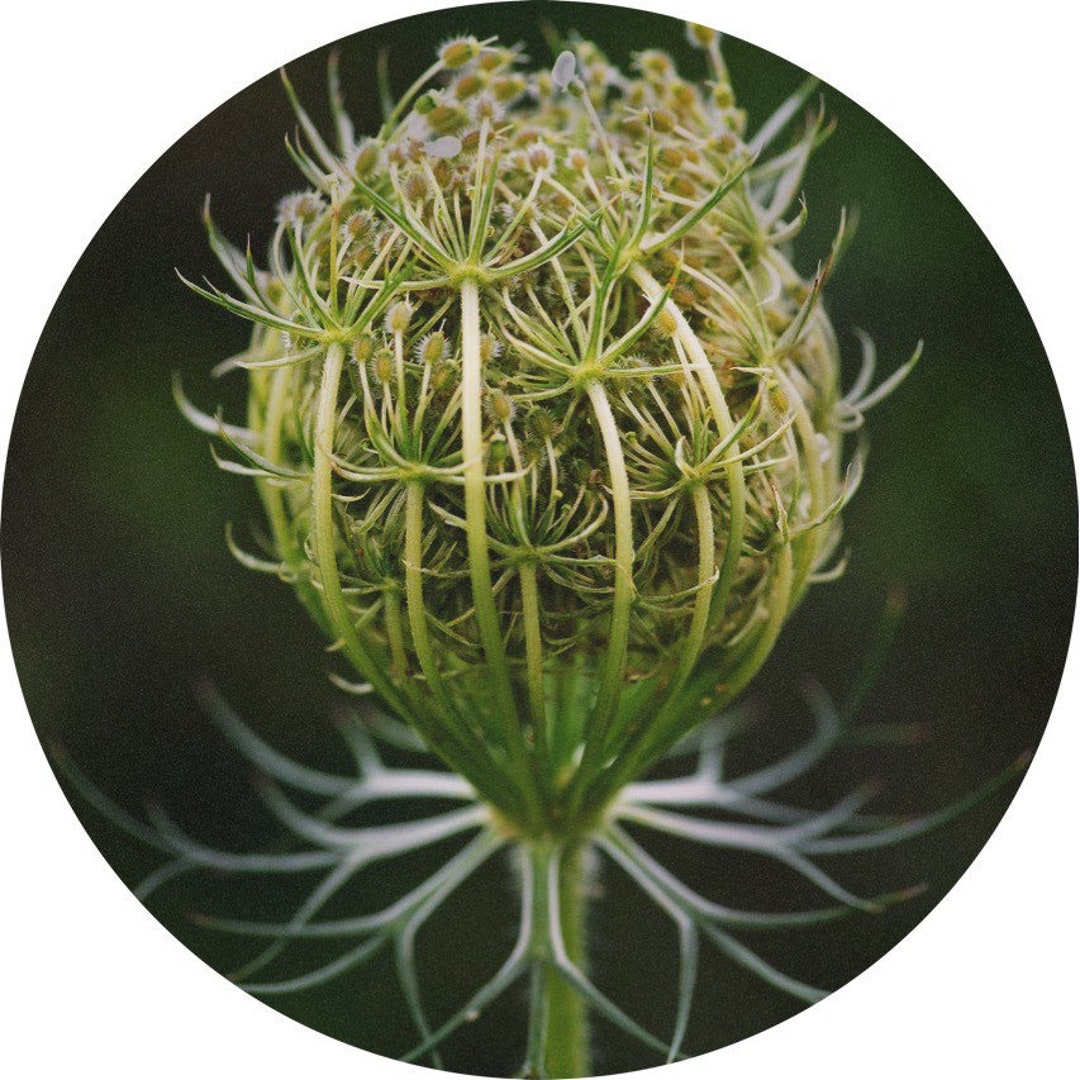 Wild Carrot Seed Queen Annes Lace