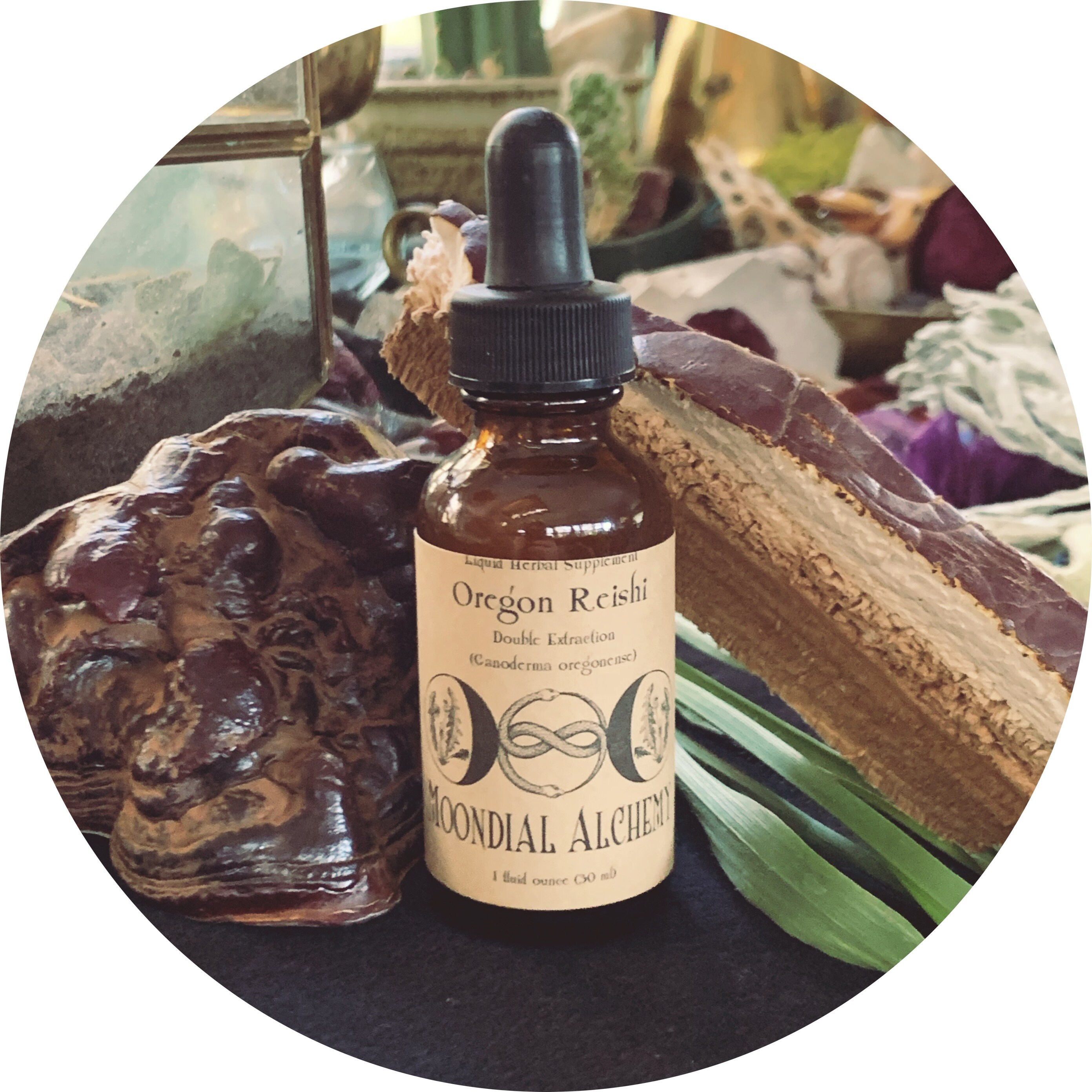 Reishi Tincture Double Extraction ganoderma Oregonense Herbal Extract ...