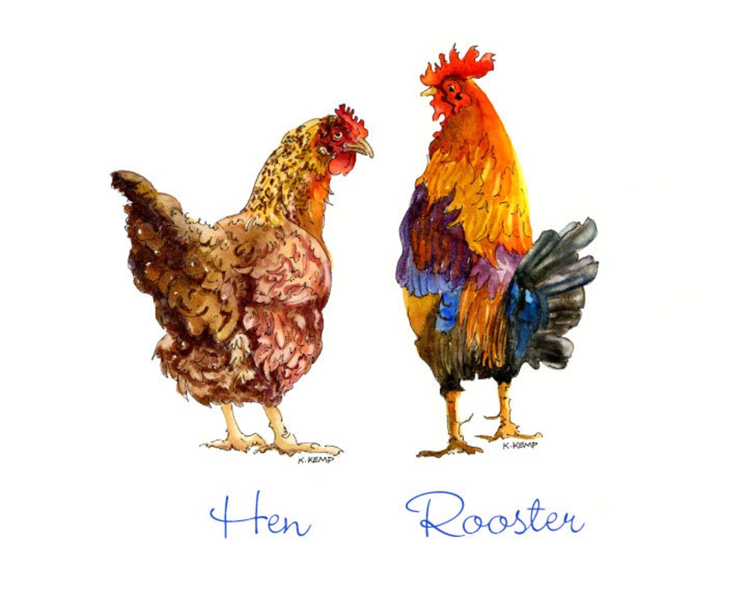 Farm Animals Rooster Hen Pen and Ink Watercolor Painting Drawing ...