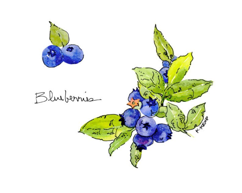 Blueberries Botanical Print Watercolor With Pen and Ink, Berries Vine ...