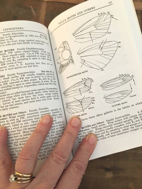 Insects Peterson Field Guides by Donald J Borror Richard E | Etsy
