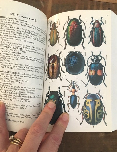 Insects Peterson Field Guides by Donald J Borror Richard E | Etsy