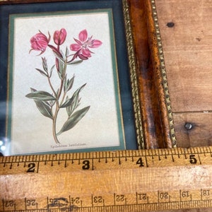 H Hal Kramer Chicago Antiqued Collection Miniature Botanical Prints ...