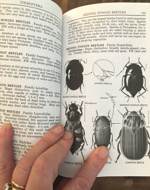Insects Peterson Field Guides by Donald J Borror Richard E | Etsy