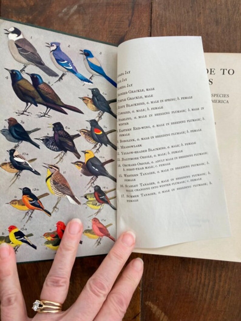 Vintage Peterson Field Guide to Birds First Edition 1934 FIRST - Etsy
