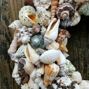 Wreath Shell Wreath Sea Shell Wreath - Etsy