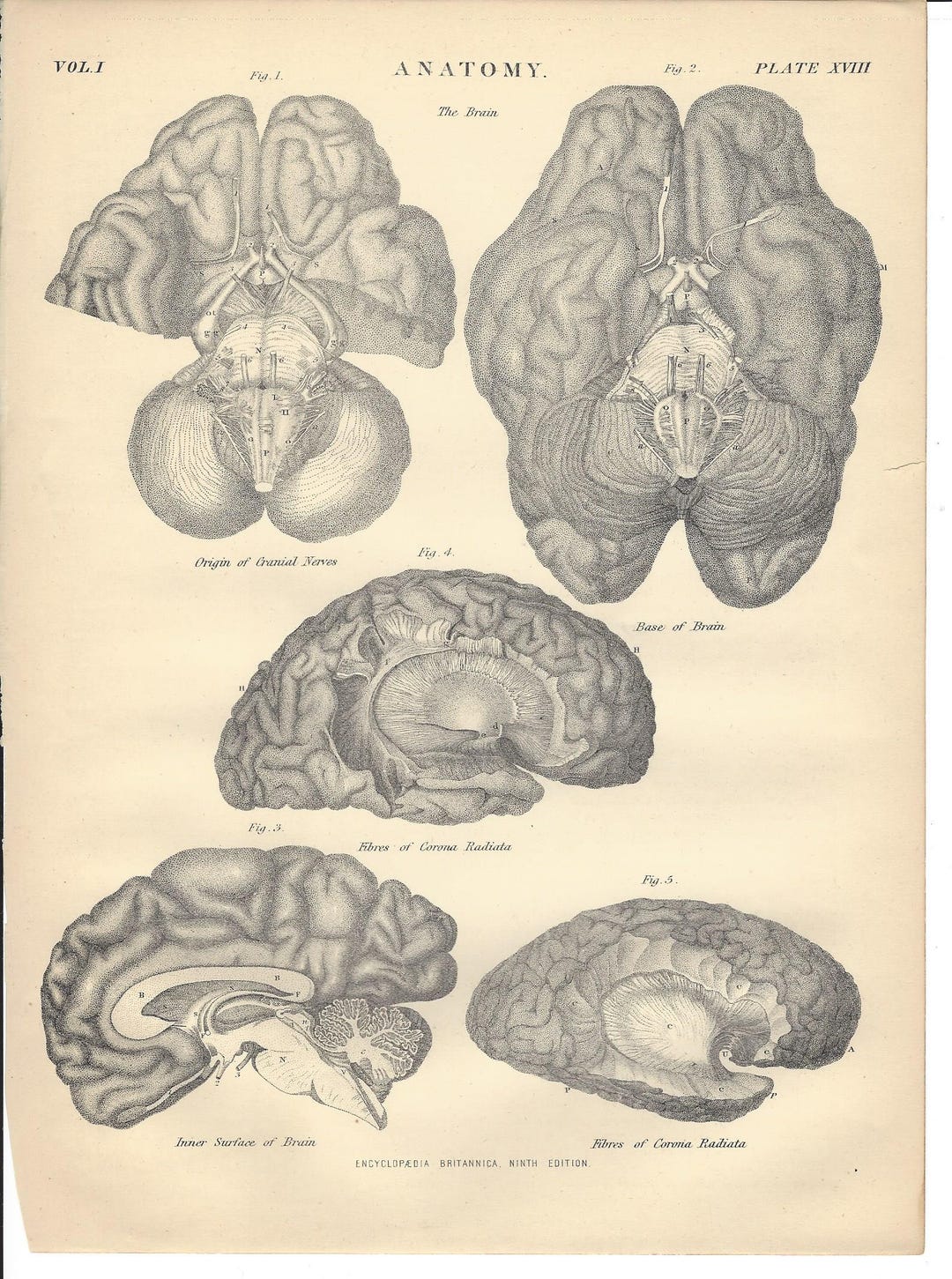 ANATOMY, the BRAIN, Encyclopedia Britannica, Ninth Edition 1800's ...