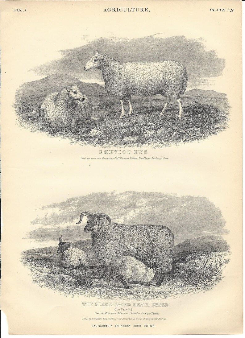 Agriculture, EWE, SHEEP Encyclopedia Britannica, Ninth Edition 1800's ...