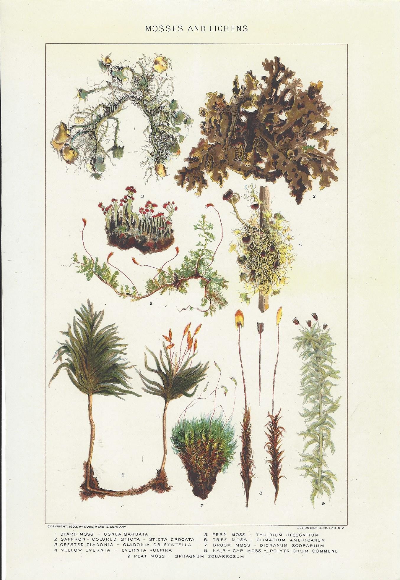 MOSSES and LICHENS, Color, Vintage, Encyclopedia Britannica, Ninth ...