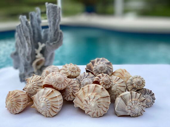 Lightening Whelk Sea Shells | Etsy