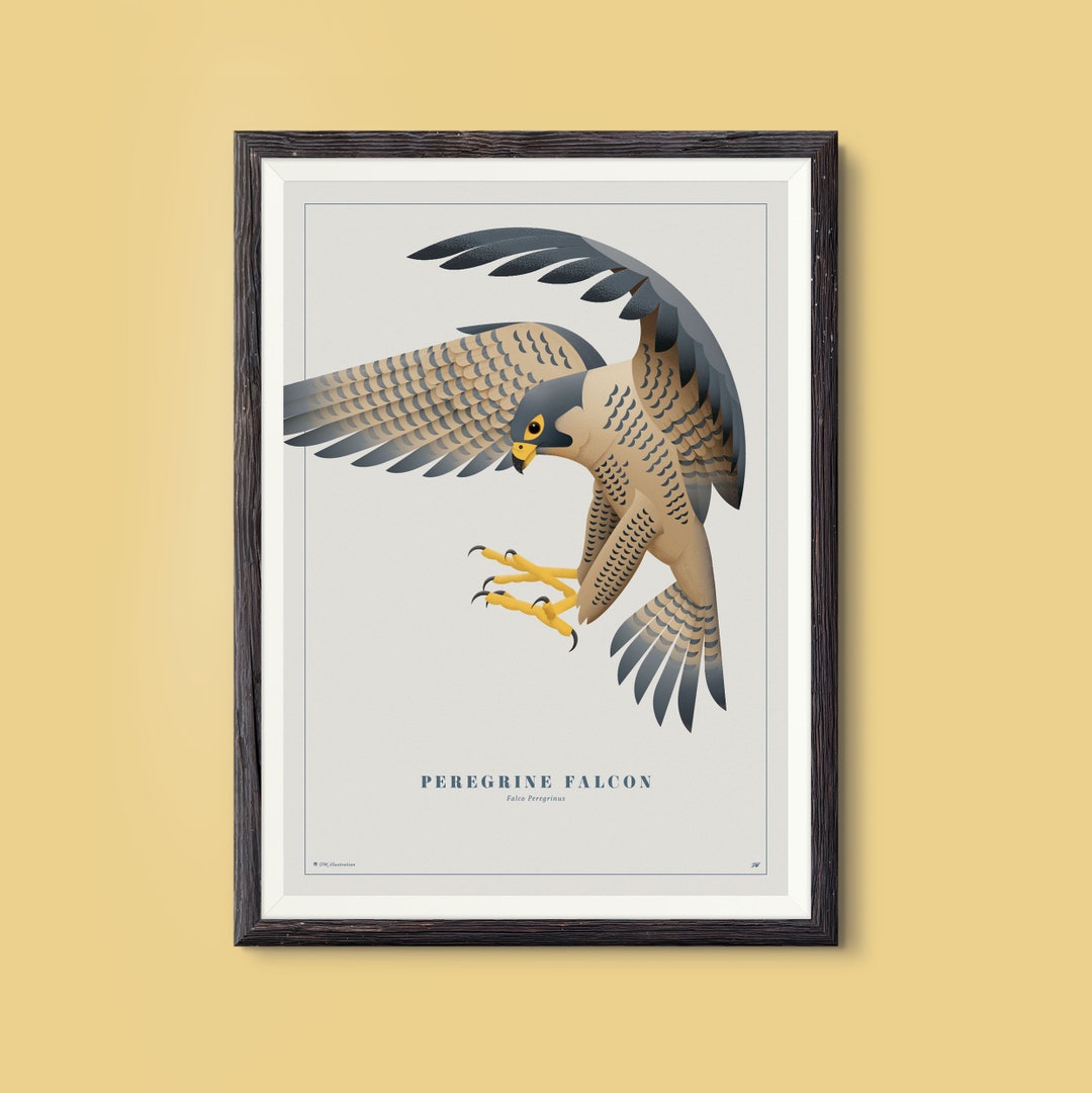 Peregrine Falcon (A3 Print) - Etsy