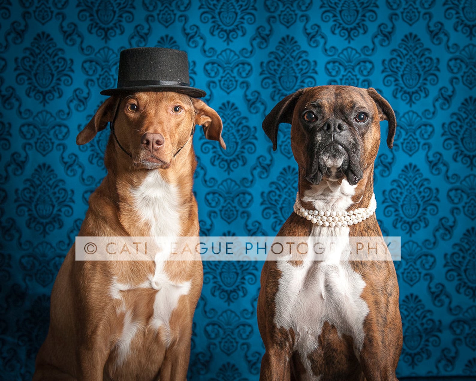 Photograph of 2 Dogs Sitting Side by Side in Classic Portrait Style ...