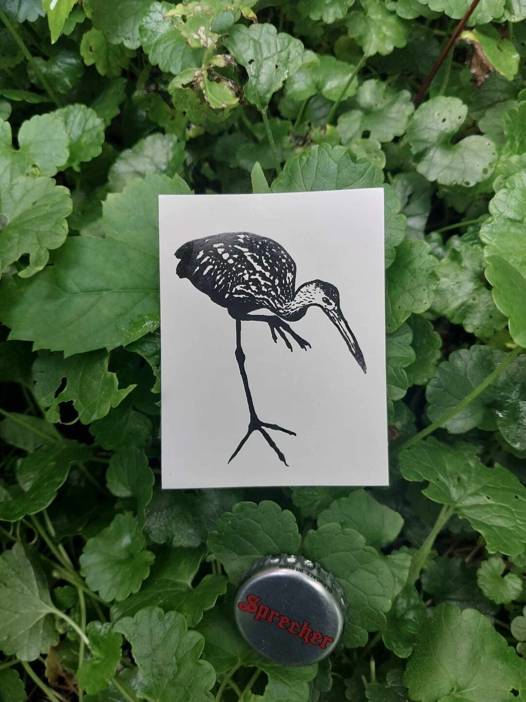 Limpkin Sticker Birding Wisconsin Rare Bird Gift Waterfowl - Etsy