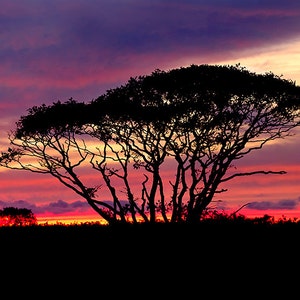 Nantucket Photography Middle Moors Sunset Serengeti Tree Photo ...