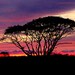Nantucket Photography Middle Moors Sunset Serengeti Tree Photo ...