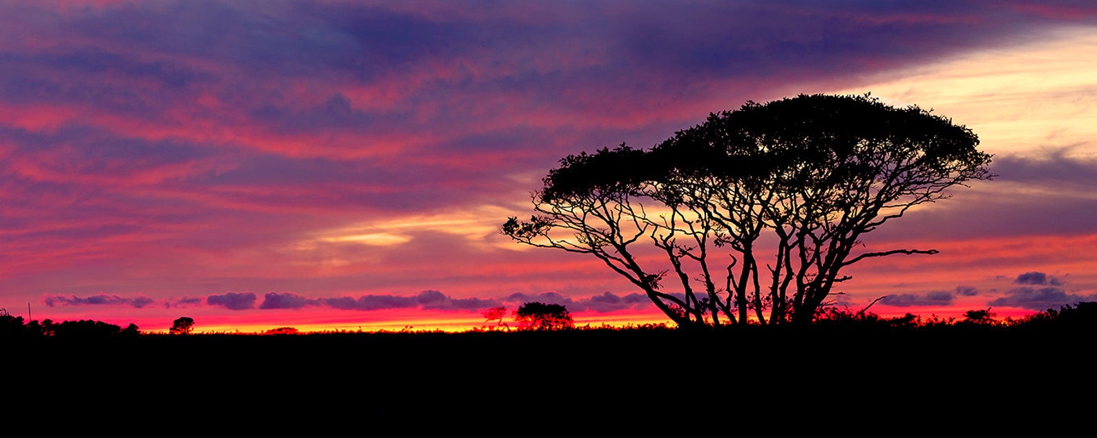 Nantucket Photography Middle Moors Sunset Serengeti Tree Photo - Etsy