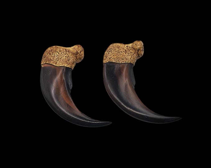 Four (4) Large Brown Grizzly Bear Claws - Etsy