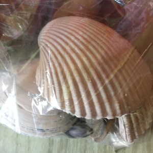 Seashell Lot ~ Large Mixed Lot of Small to Medium Shells, Beach Decor ...