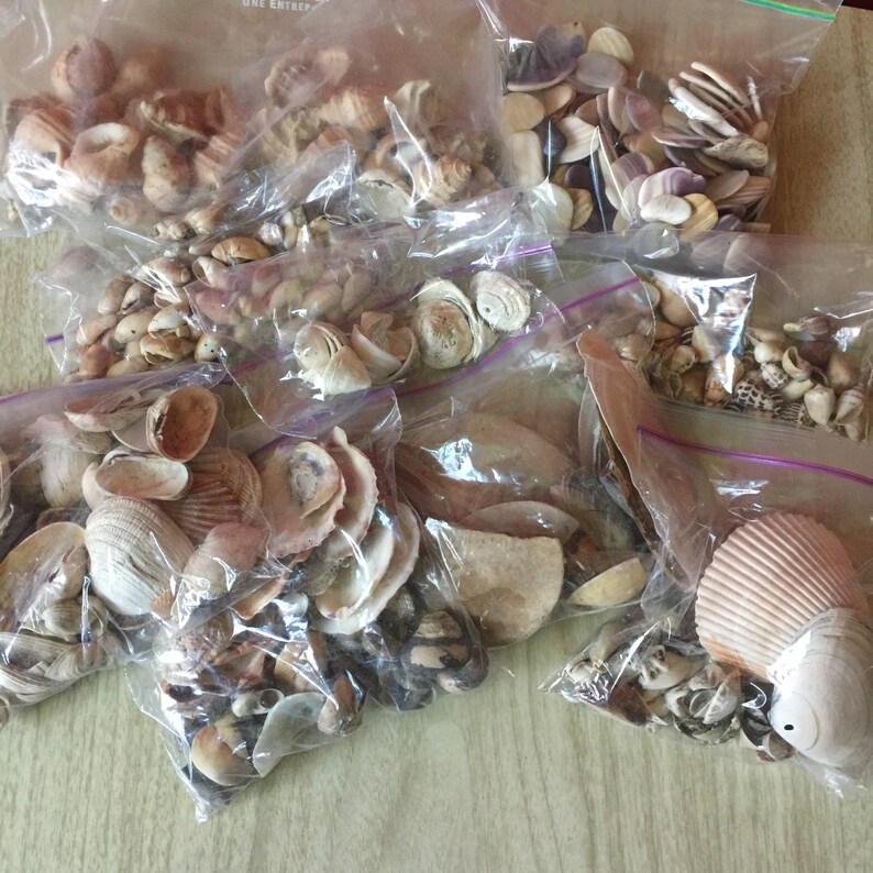 Seashell Lot Large Mixed Lot of Small to Medium Shells - Etsy