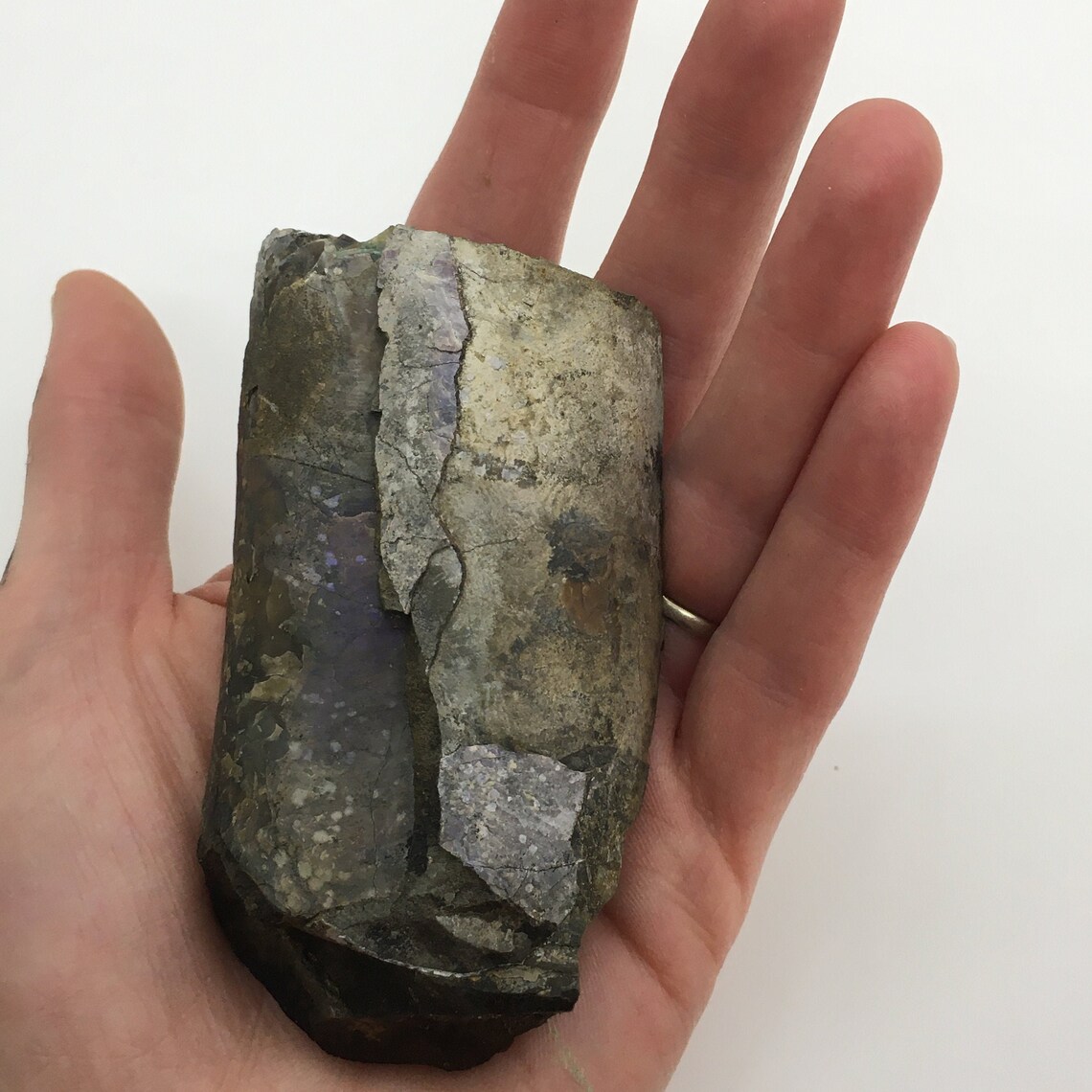 Baculite Natural Specimen UV Glow Squid Fossil Late | Etsy