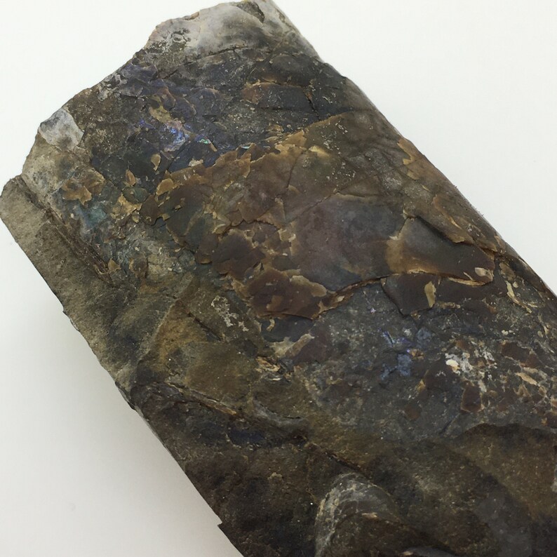 Baculite Natural Specimen UV Glow Squid Fossil Late - Etsy