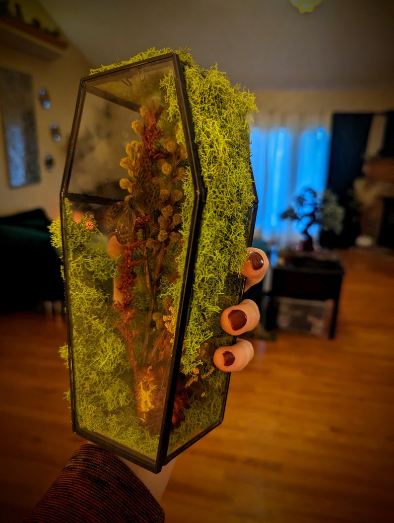 Mossy Glass Coffin Case With Flowers and Real Butterfly - Etsy