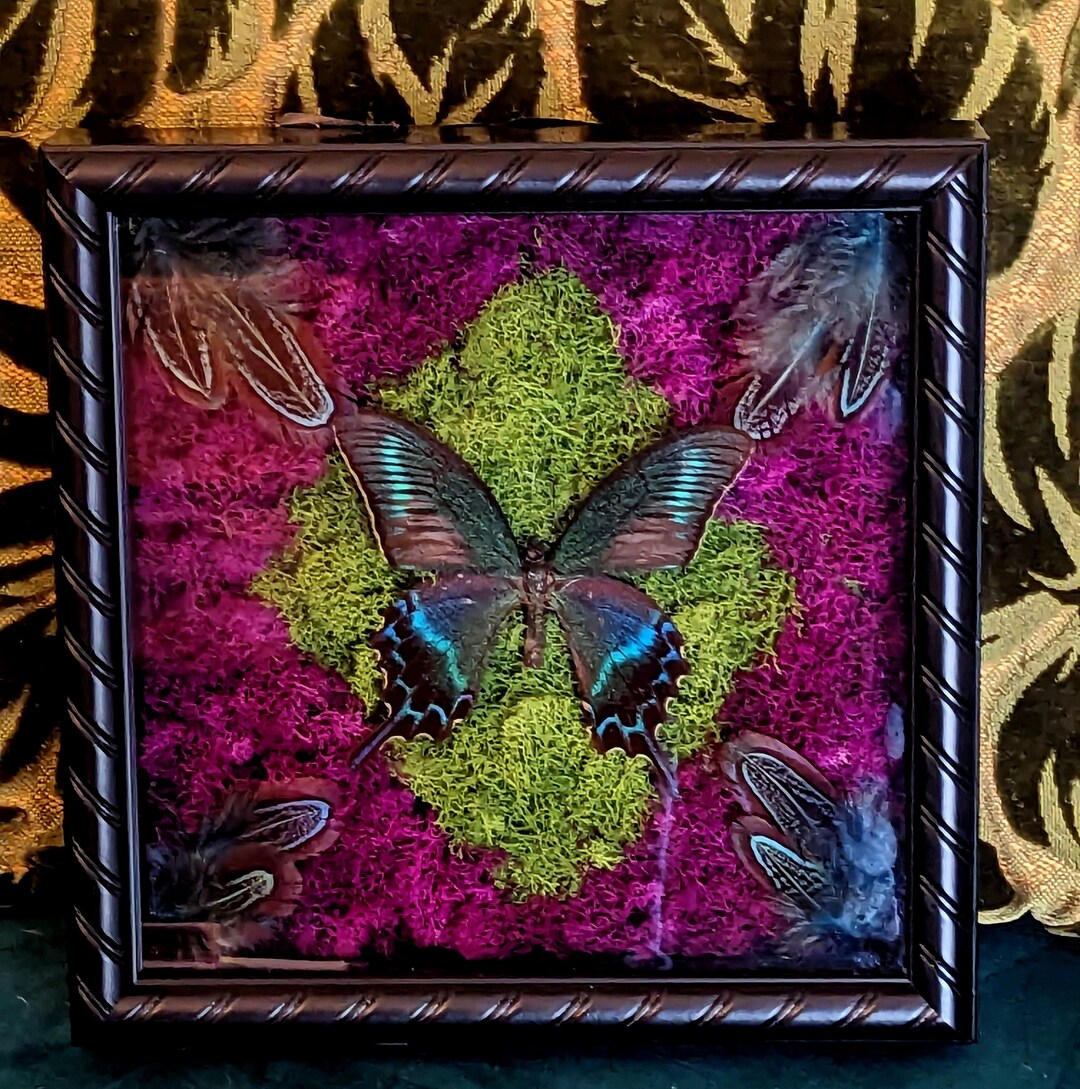 8x8 Shadow Box With Real Genuine Butterfly Moss and Feathers - Etsy