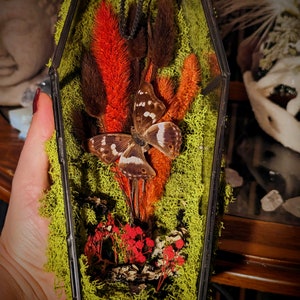 Mossy Glass Coffin Case With Flowers and Real Irredecent Butterfly - Etsy
