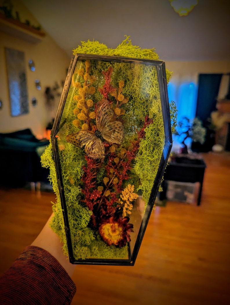 Mossy Glass Coffin Case With Flowers and Real Butterfly - Etsy