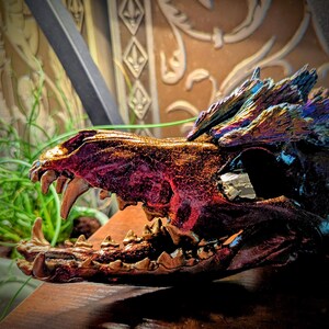 Genuine Coyotes Skull With Titanium Coated Kyanite and Pyrite Crystals ...