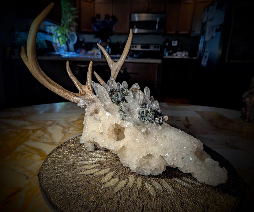 Real Borax Crystalized Deer Skull With Pyrite in Matrix and Clear ...