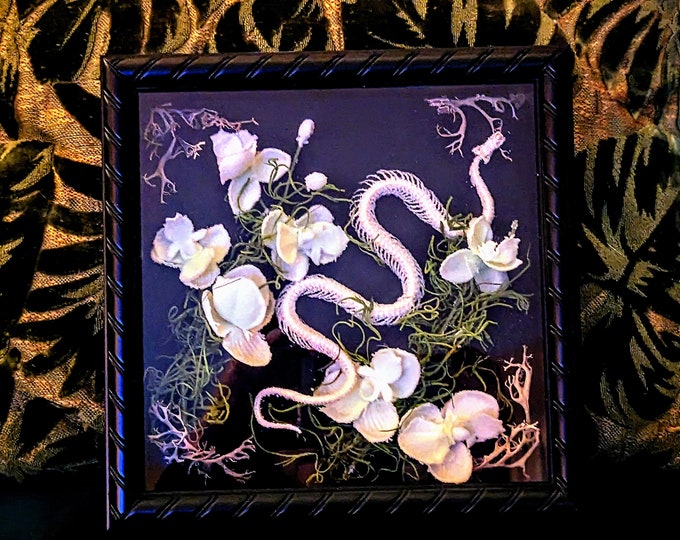 8x8 Shadow Box With Crystalized Snake Skeleton and Orchids - Etsy
