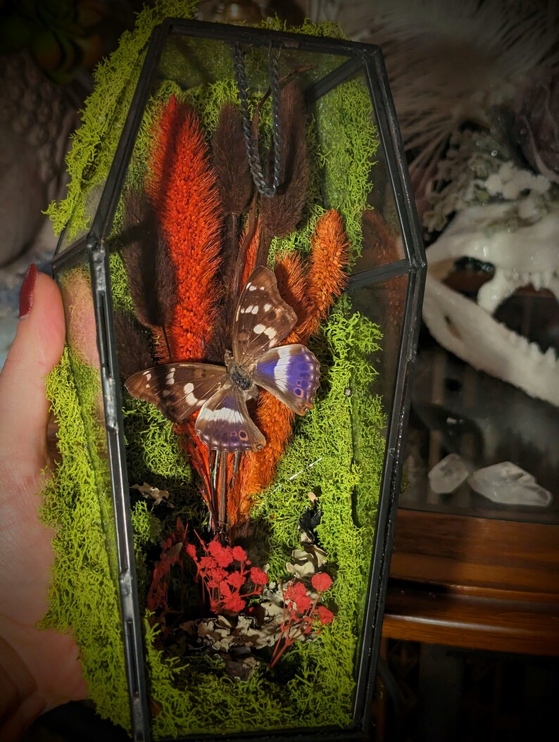 Mossy Glass Coffin Case With Flowers and Real Irredecent Butterfly - Etsy