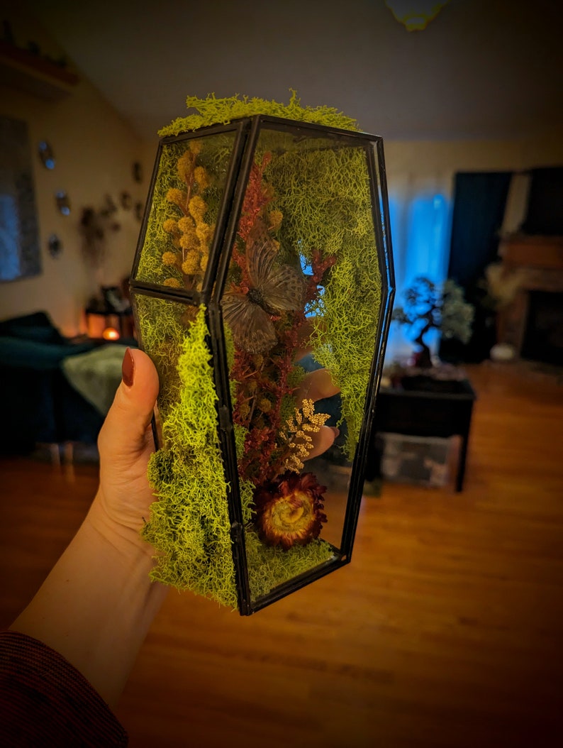 Mossy Glass Coffin Case With Flowers and Real Butterfly - Etsy