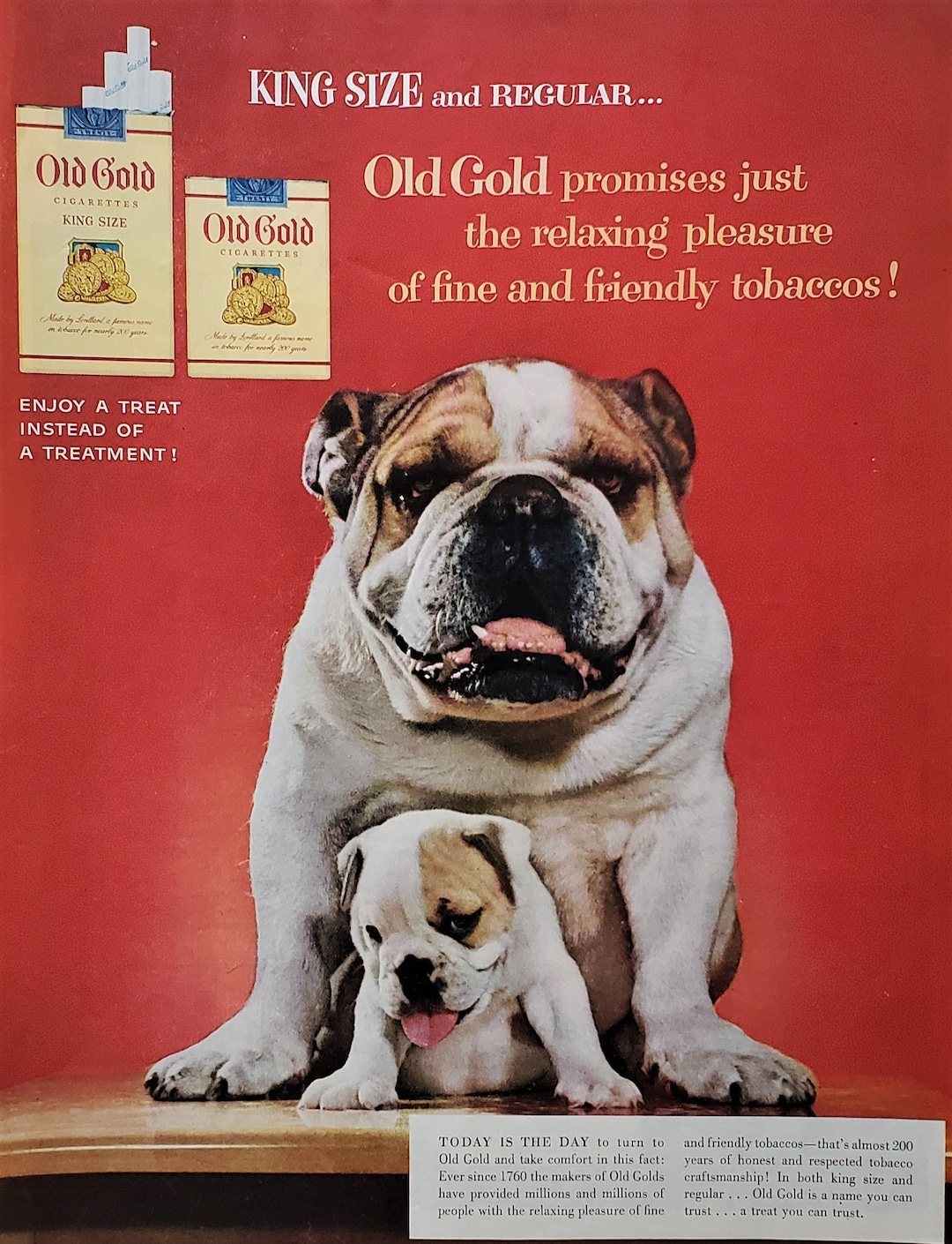 Bulldog Mascot Poses With Puppy Son Proud Strong Happy Color Photo Old ...