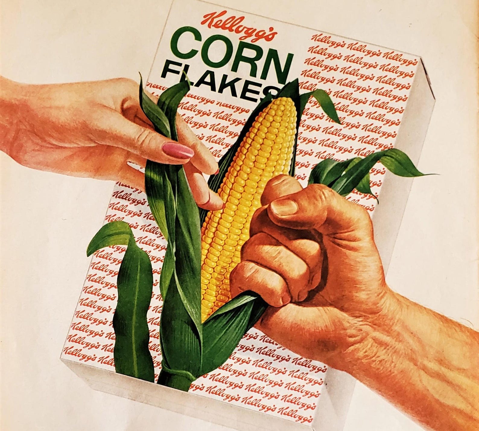 Corn Flakes Farmer and Wifes Proud Hands Displaying Cob Ear Corn Illust ...