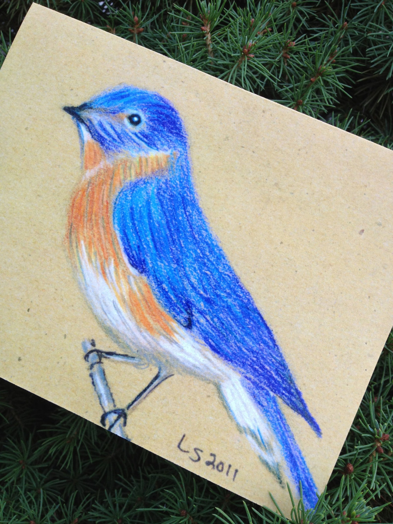 Hand Illustrated Eco-friendly Native Bird Note Cards (birds II) - Etsy