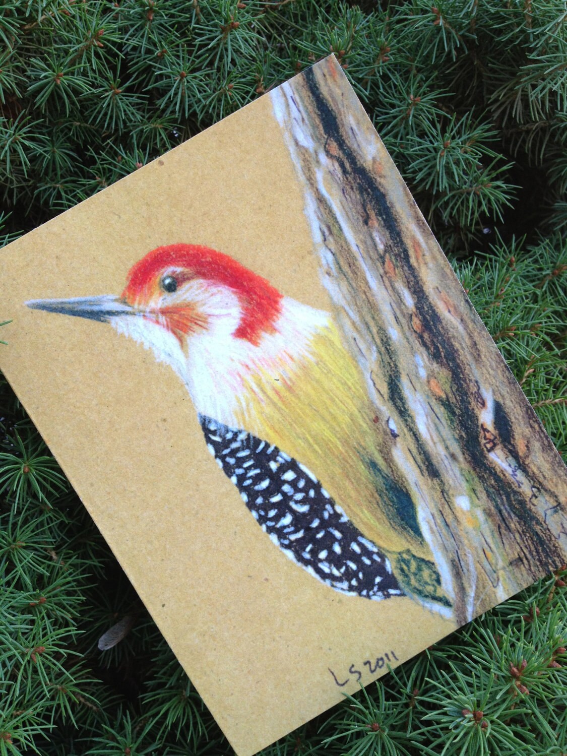 Hand Illustrated Eco-friendly Native Bird Note Cards (birds II) - Etsy
