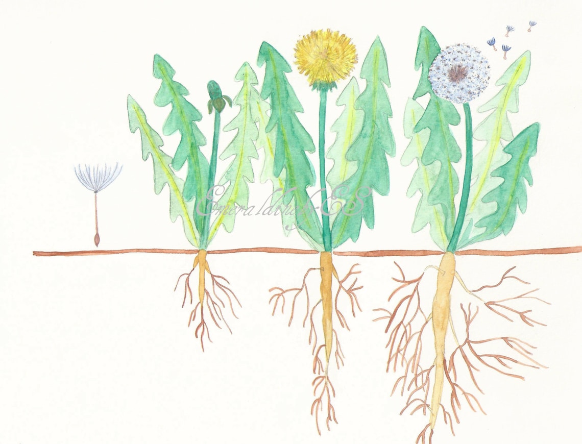A Dandelion's Growth and Change, Watercolor Painting, Gardening Art ...